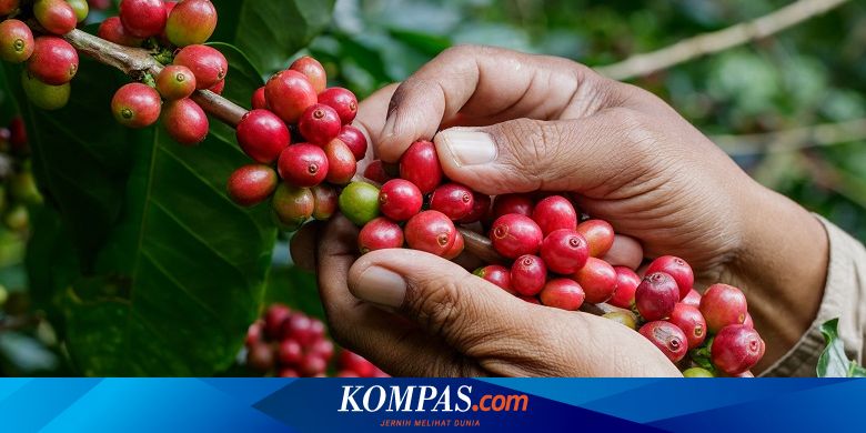 Sistem Tanam Paksa: Wilayah, Tujuan, Aturan, dan Dampak Cultuurstelsel