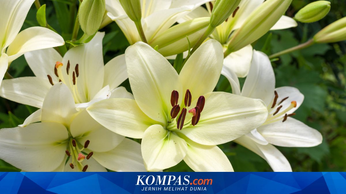 5 Cara Membuat Bunga Lily Potong Tetap Segar dan Tahan Lama