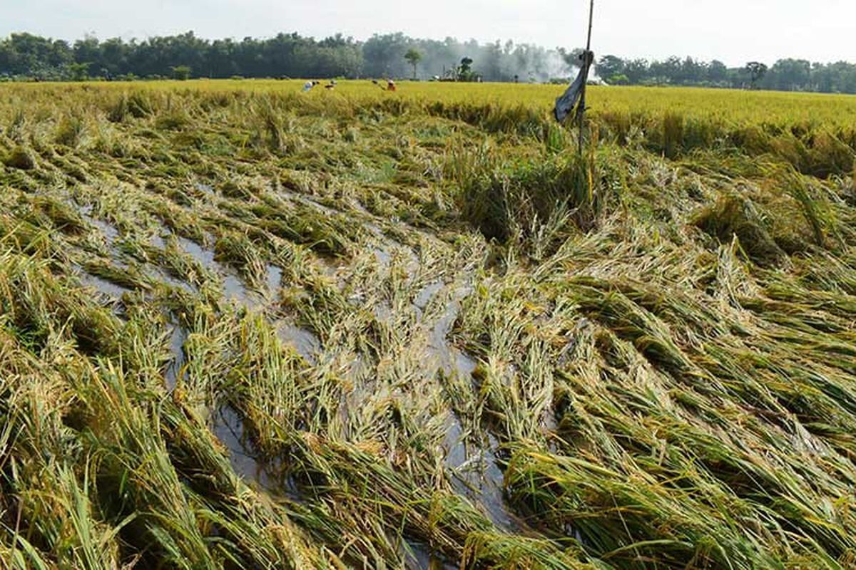 1.300 Hektar Tanaman Padi di Ngawi Gagal Panen akibat Terendam Banjir