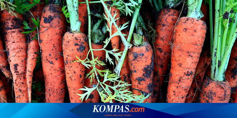 7 Sayuran Akar Paling Sehat dan Manfaatnya untuk Tubuh