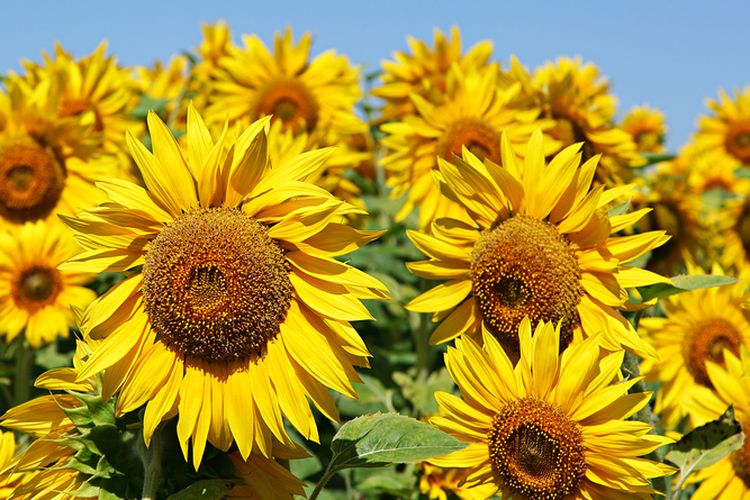 Cara Menanam dan Merawat Bunga Matahari di Tanah dan Pot