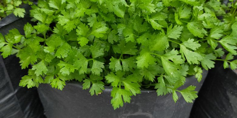 Cara Menanam Seledri di Pot agar Tumbuh Subur