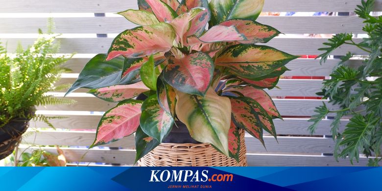 6 Tanaman Hias Berdaun Pink yang Bikin Rumah Makin Cantik