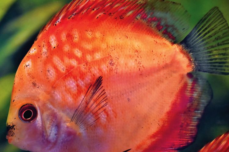 9 Fakta Menarik Ikan Discus yang Cerdas dan Dapat Berubah Warna