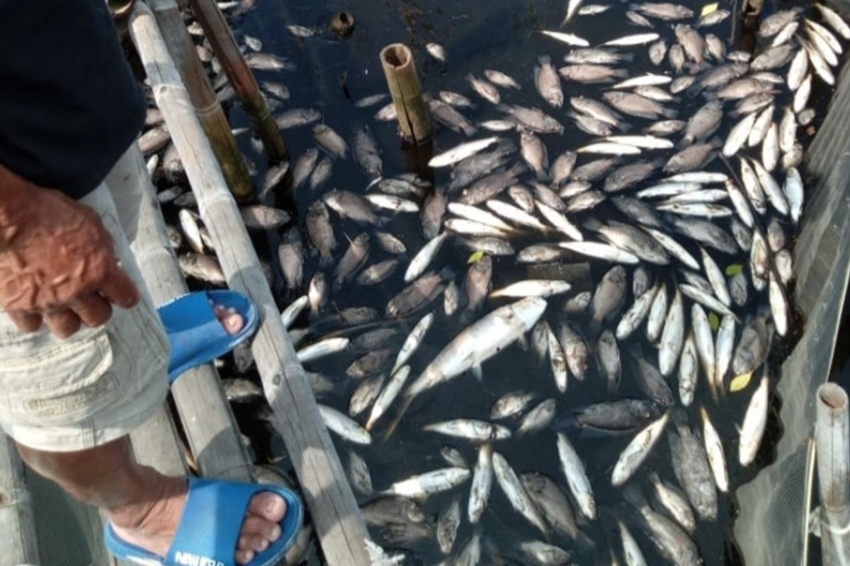 Penyebab Ribuan Ikan di 9 Tambak Semarang Mati Massal, Diduga Tercemar ...