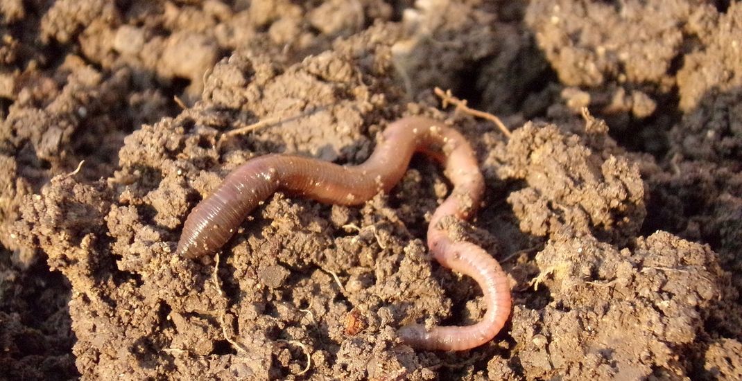 Mengapa Cacing Mempunyai Permukaan Kulit yang Selalu Basah?