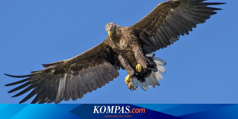 Tidak Bisa Langsung Terbang, Ini Asal Usul Sayap pada Burung ...