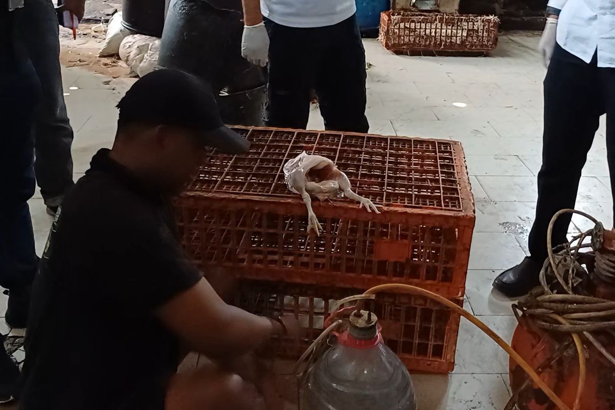 Pemilik Tempat Potong di Kebayoran Lama Tahu Pekerjanya Gelonggongkan Ayam