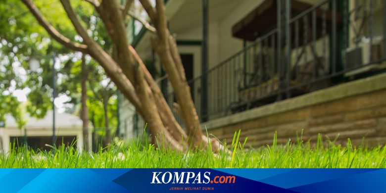 Rumput di Halaman Depan Rumah Anda Kering? Begini Cara Membuatnya ...