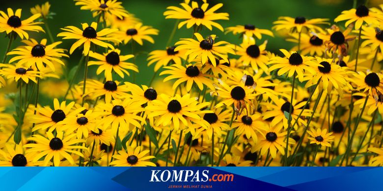 5 Bunga Berwarna Kuning yang Dapat Ditanam di Taman Rumah