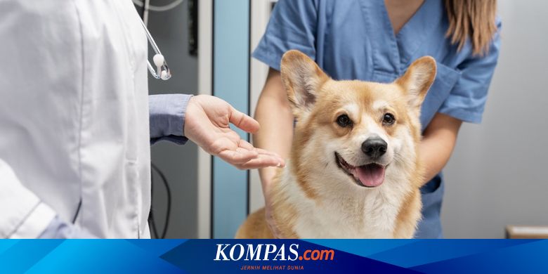 Berapa Lama Anjing Hamil? Kenali Ciri-cirinya Berikut Ini