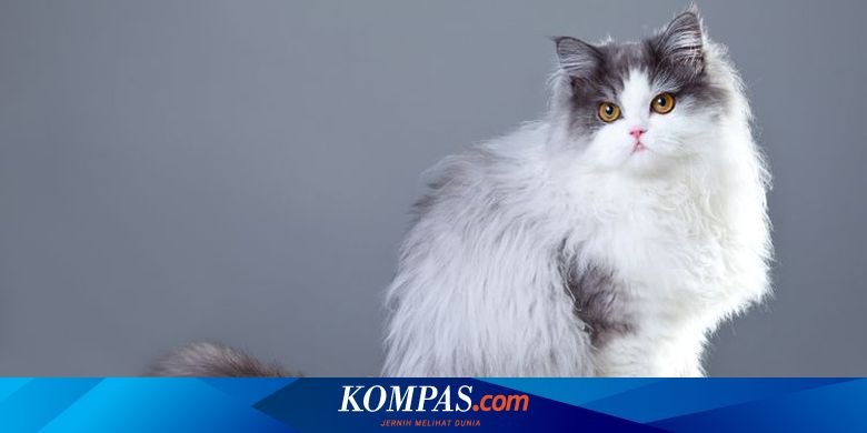 12 Ras Kucing Asal Asia yang Penyayang dan Mendunia