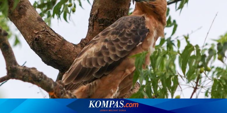 Peduli Kelestarian, Warga Lepas Liarkan Elang Jawa Peliharaan di Savana Bekol TN Baluran