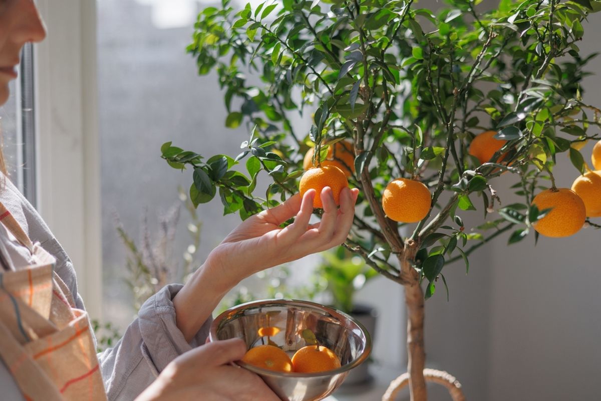 7 Pohon Buah yang Cepat Panen