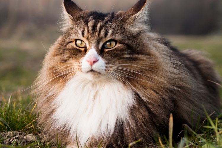 9 Fakta Menarik Kucing Norwegian Forest, Hampir Punah dan Cerita Mitos