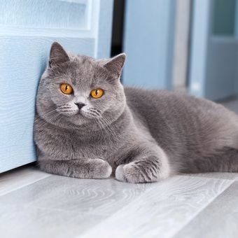 7 Ras Kucing Paling Kalem dan Cocok untuk Dipelihara