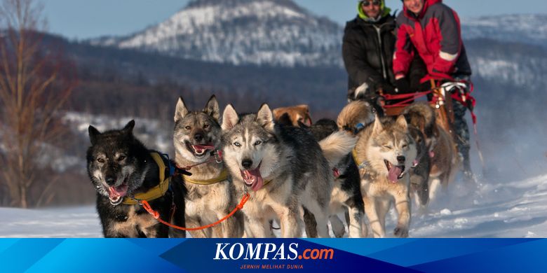 Ini 10 Jenis Anjing Terkuat, Ingin Memeliharanya?