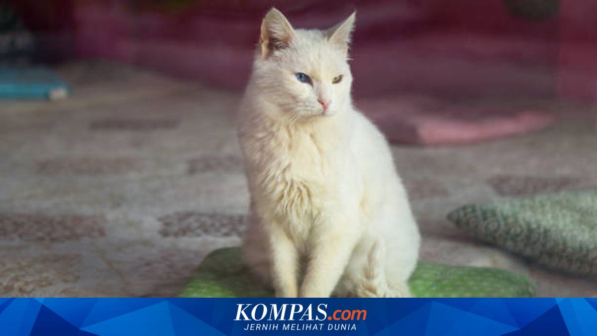 Mengenal Kucing Turkish Van, Salah Satu Ras Paling Langka di Dunia