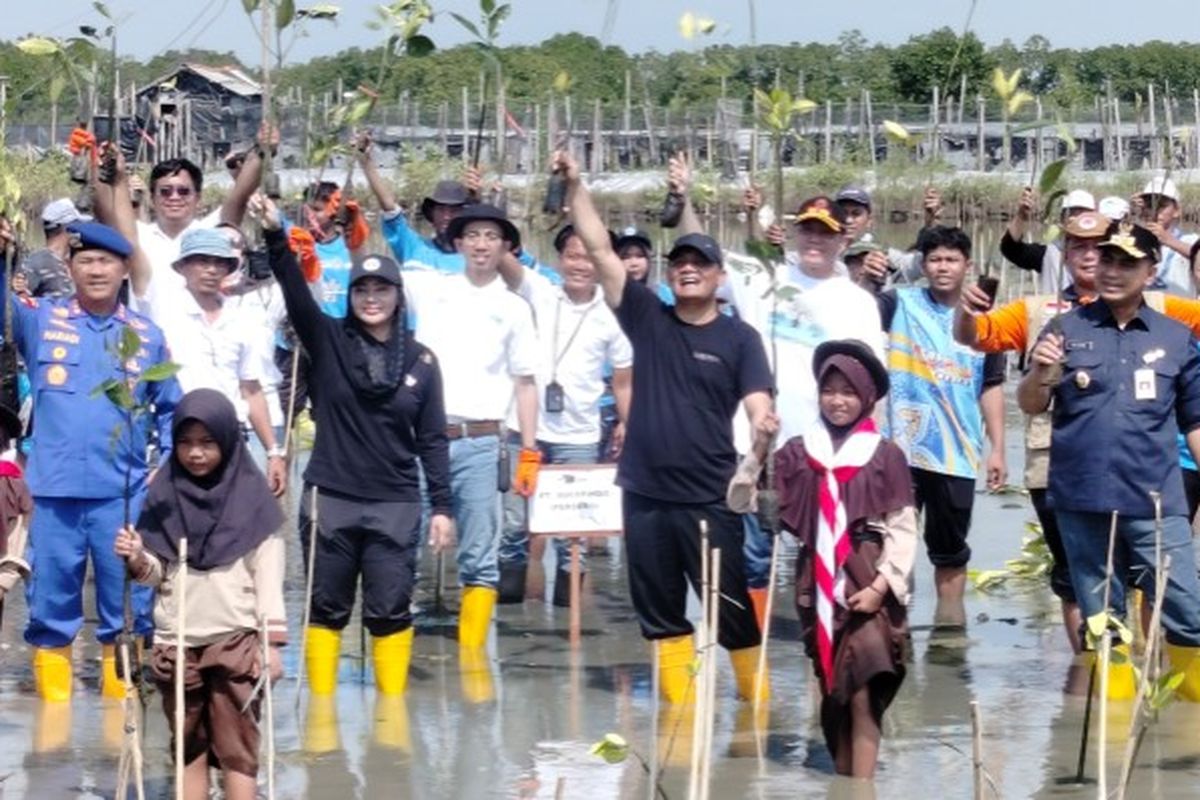 "Mageri Segoro" di Brebes dengan 200.000 Mangrove, Upaya Lindungi ...
