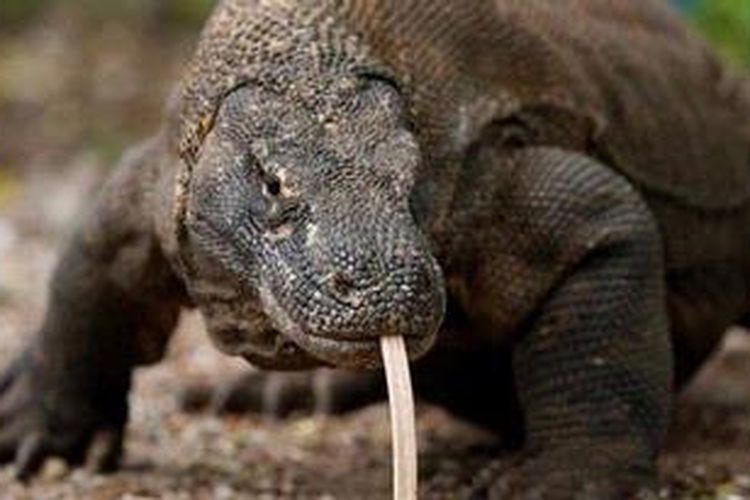 Liputan Khusus POLEMIK KOMODO POTA