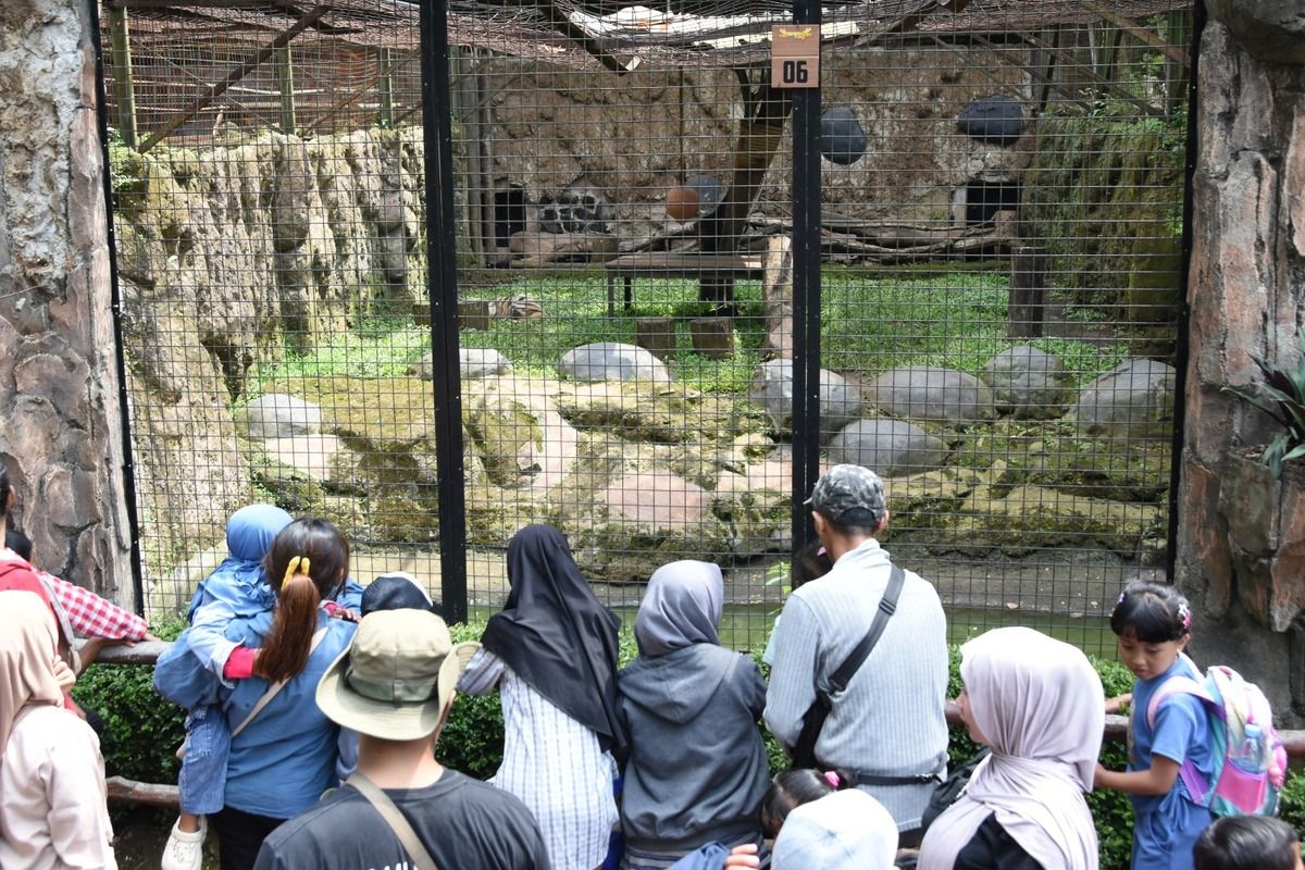 Nasib Bandung Zoo Ditentukan dalam 2 Bulan, Farhan: Kebun Binatang atau ...
