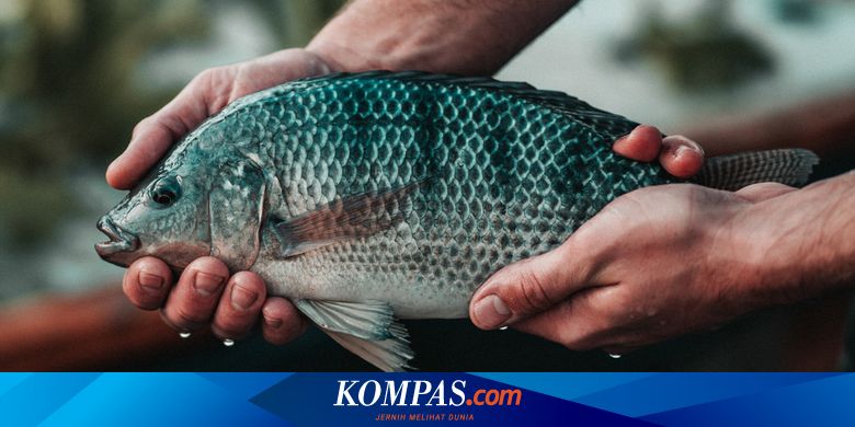 Ikan Ternyata Merasakan Sakit Saat Dikeluarkan dari Air