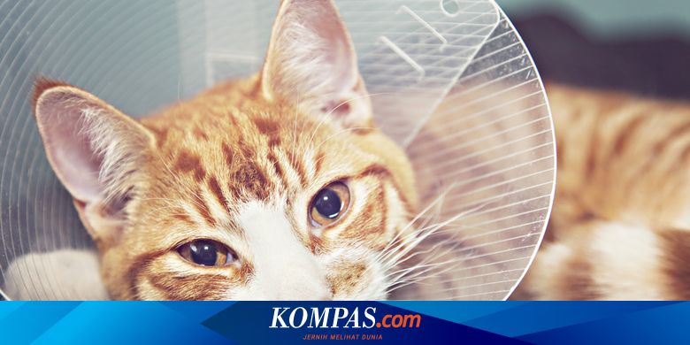 Penyebab, Tanda-tanda, dan Cara Merawat Kucing Demam