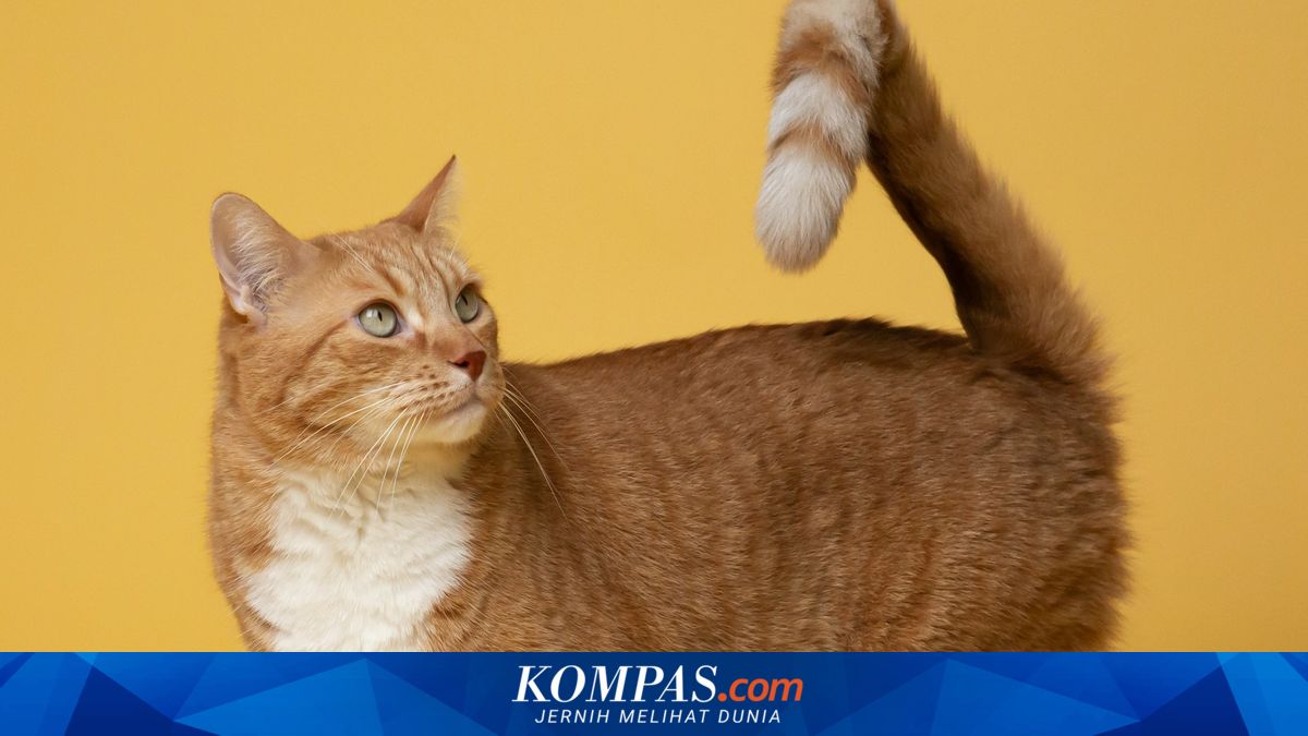 Memahami Perasaan Kucing, Perhatikan 6 Gerakan Ekornya