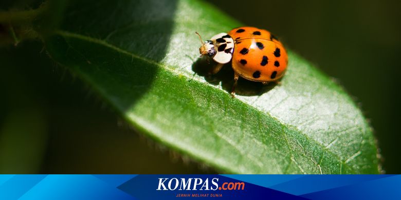 Bagaimana Cara Ladybug Berkembang Biak?