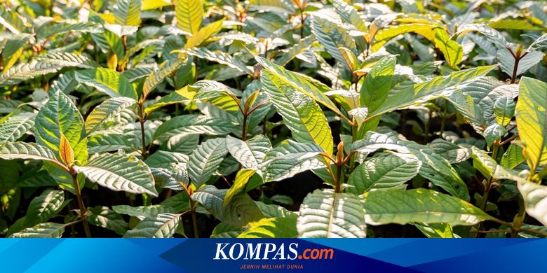 Badan Karantina: Indonesia Belum Boleh Ekspor Kratom