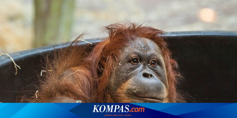 Kebun Binatang Basel Kekeh Akan Tetap Bunuh Bayi Orang Utan jika ...