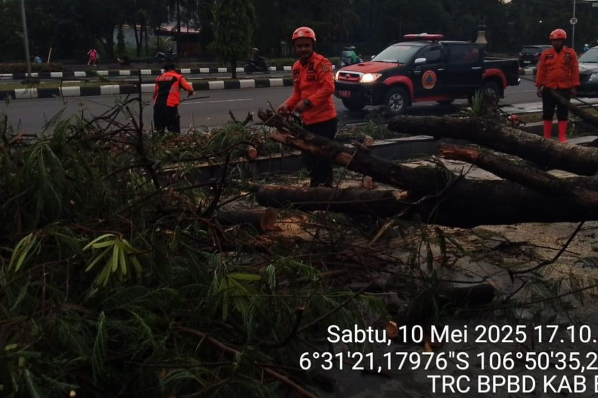 Hujan Disertai Angin Kencang, Pohon Tumbang dan Timpa Trotoar di Sentul Bogor