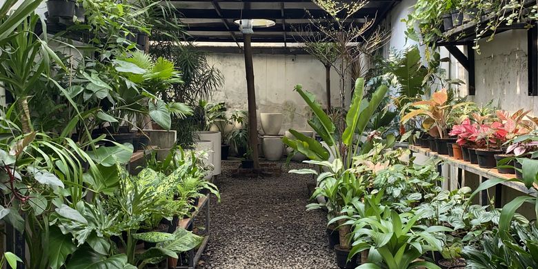 Mitos Si "Tangan Dingin" untuk Bisnis Tanaman