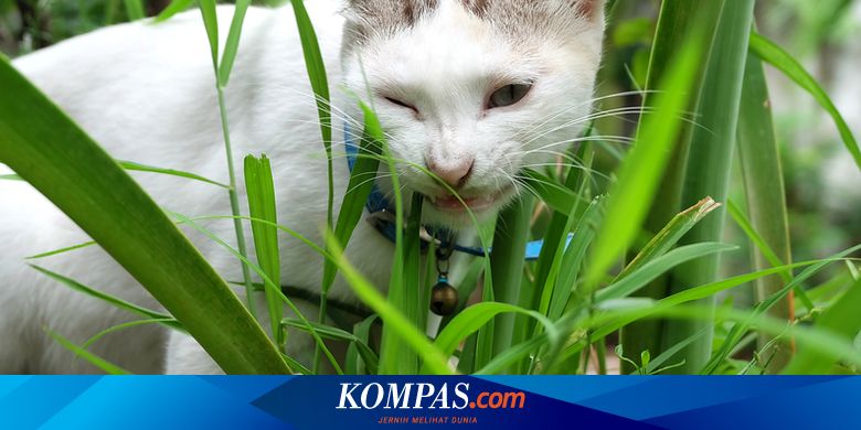 Penyebab Kucing Makan Rumput, Sakit Perut hingga Kurang Vitamin