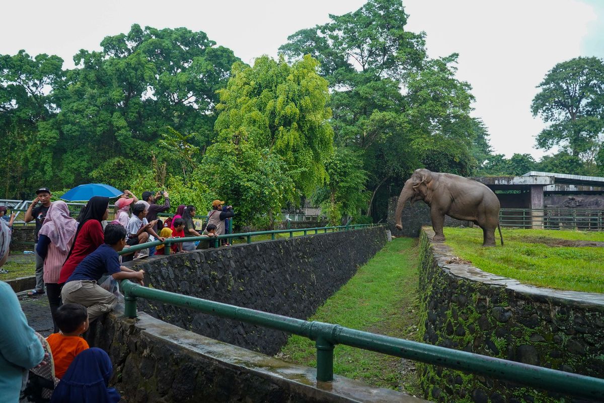 Direvitalisasi, Satwa di Ragunan Bakal Diklasifikasi Sesuai Habitat