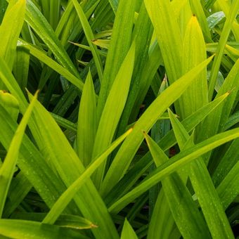 Tips Merawat Tanaman Pandan agar Daunnya Lebat