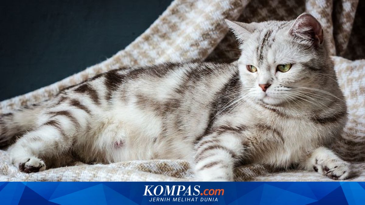 Kucing atau Makanan yang Bikin Mandul Manusia? Ini Penjelasan Ilmiah ...