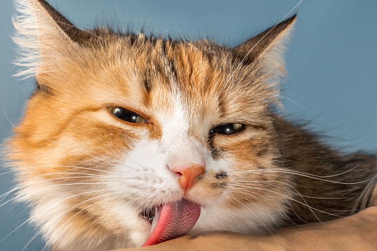 7 Arti Kucing Menjilati Pemiliknya, dari Sayang sampai Ingin Tenang