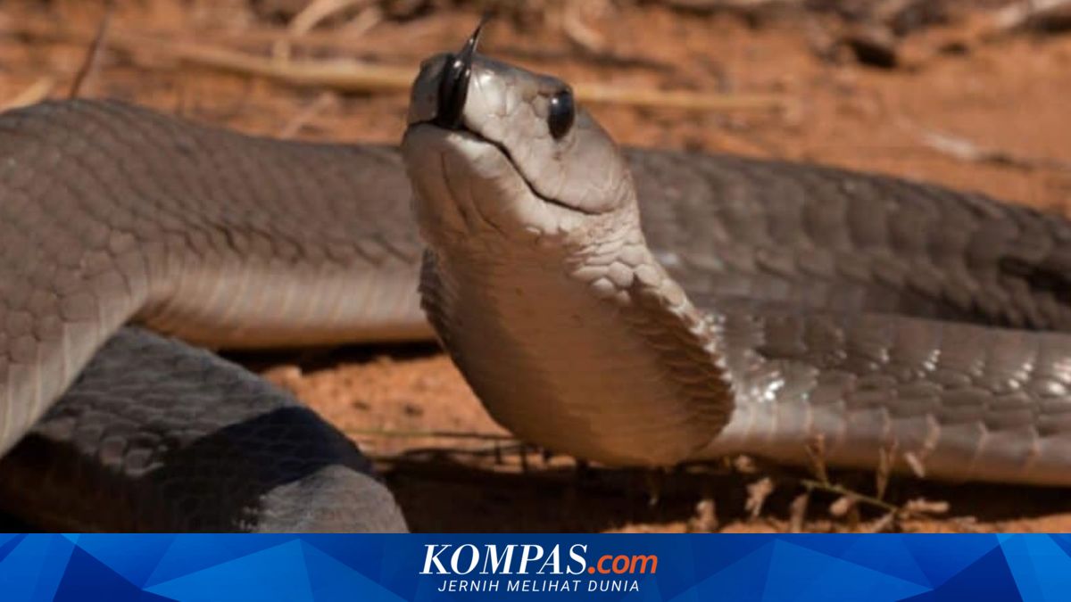 Apa Perbedaan Ular King Cobra dan Black Mamba?