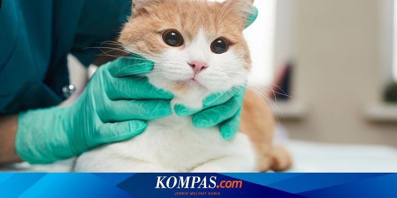 Waspada, Kucing Tidak Mau Makan Bisa Kena Lipidosis Hepatik