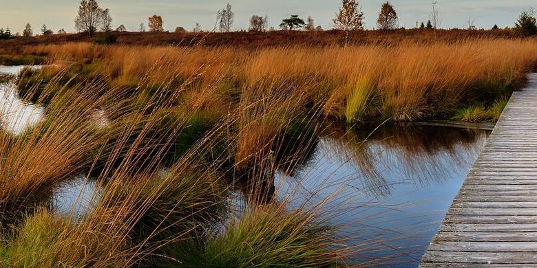 Klasifikasi Rawa Berdasarkan Jenis Air, Lokasi, dan Vegetasinya