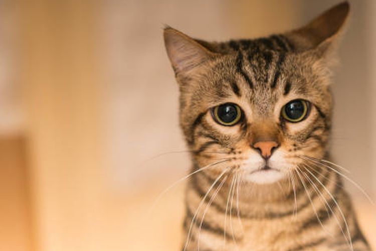 5 Tips Sederhana Menurunkan Berat Badan Kucing