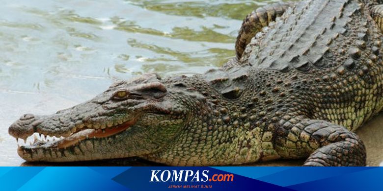 Benarkah Buaya Hewan Paling Setia?