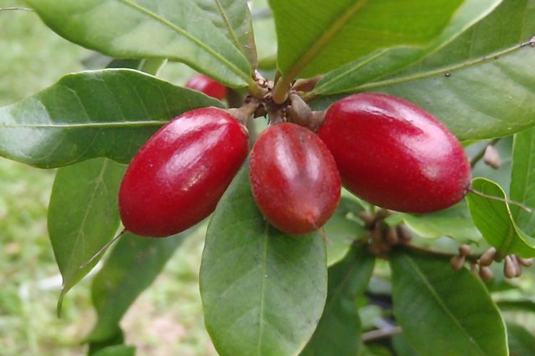 Foto : Mengenal Buah Ajaib yang Bisa Mengubah Rasa Asam Menjadi Manis ...