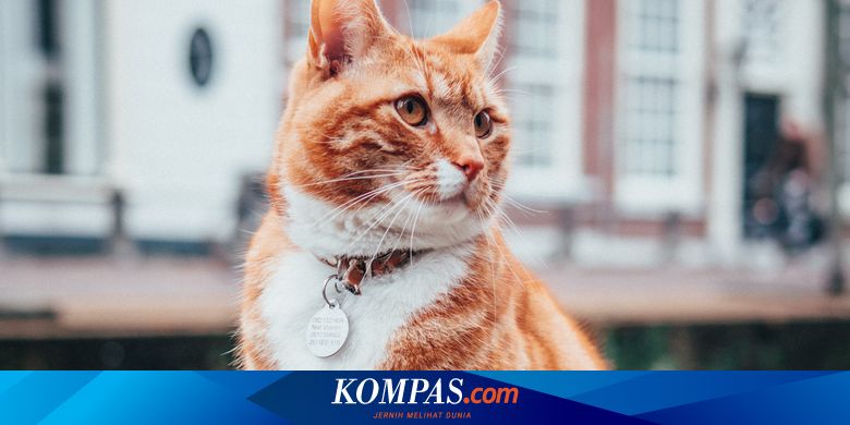 7 Gejala Kucing Sakit yang Harus Diperhatikan