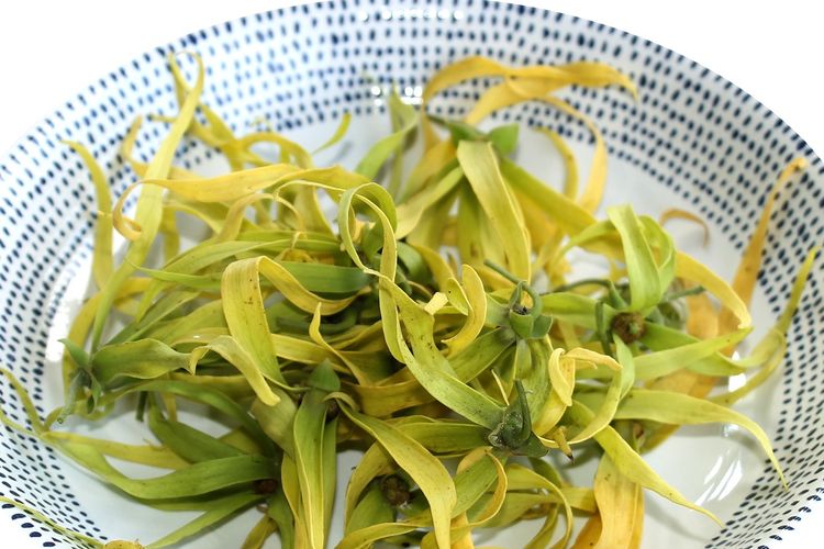 Tips Menanam dan Merawat Bunga Kenanga Atau Ylang Ylang Halaman all ...