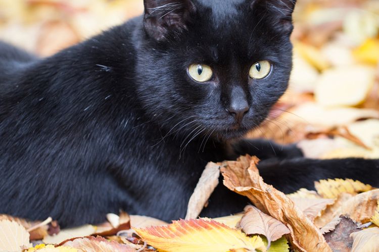 7 Fakta Menarik Kucing Hitam, Ternyata Bawa Keberuntungan