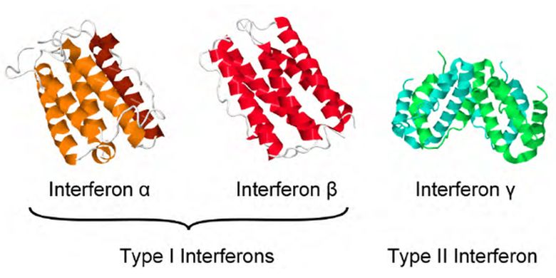 Interferon Bioteknologi: Pengertian dan Fungsi