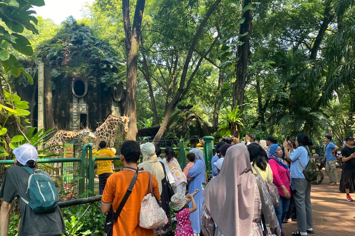 Wacana Tiket Masuk Ragunan Naik hingga Beroperasi Malam Hari, Apa Kata ...