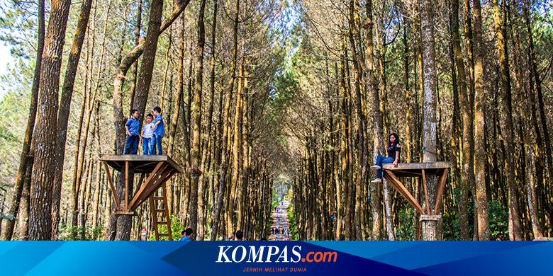 Hutan Pinus Kragilan di Magelang: Daya Tarik, Harga Tiket, dan Jam Buka